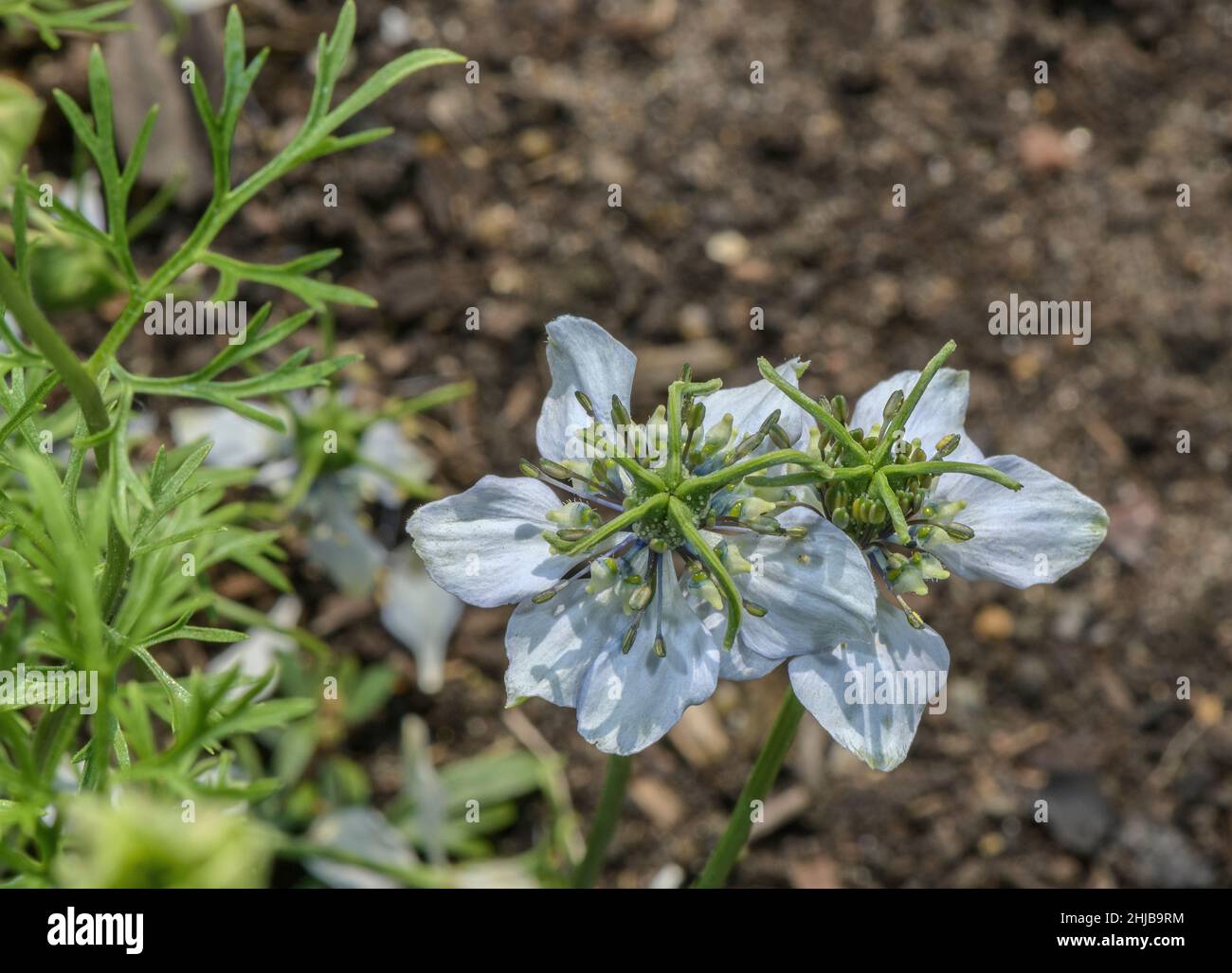 Black cumin flower hi-res stock photography and images - Alamy