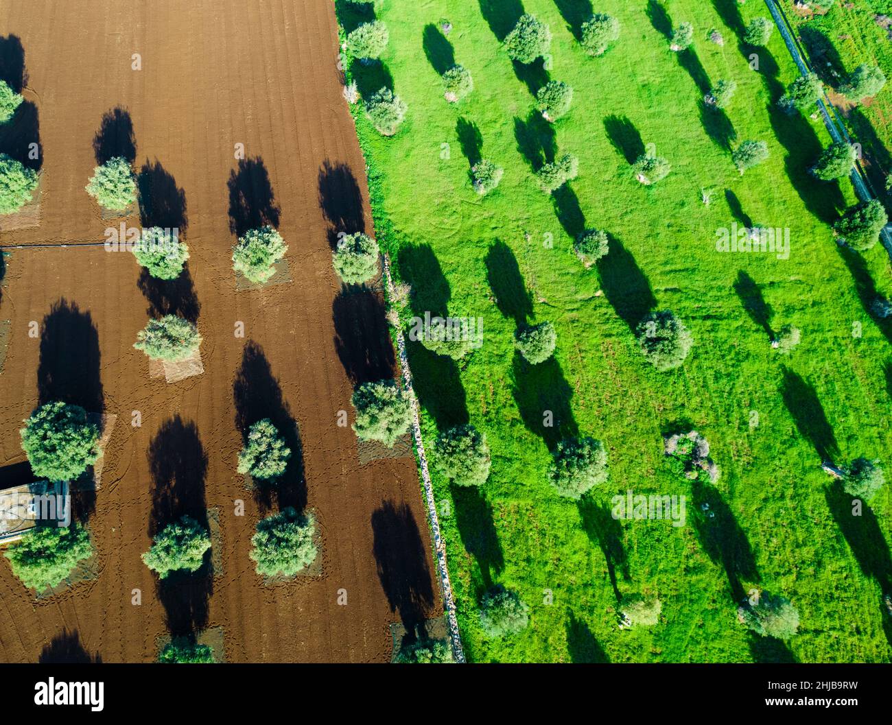 Aerial view of olive grove in apulia, southern italy Stock Photo - Alamy