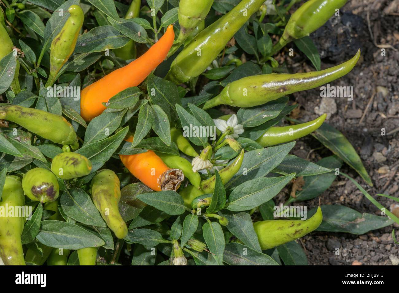 Pepper sweet sunshine hi-res stock photography and images - Alamy
