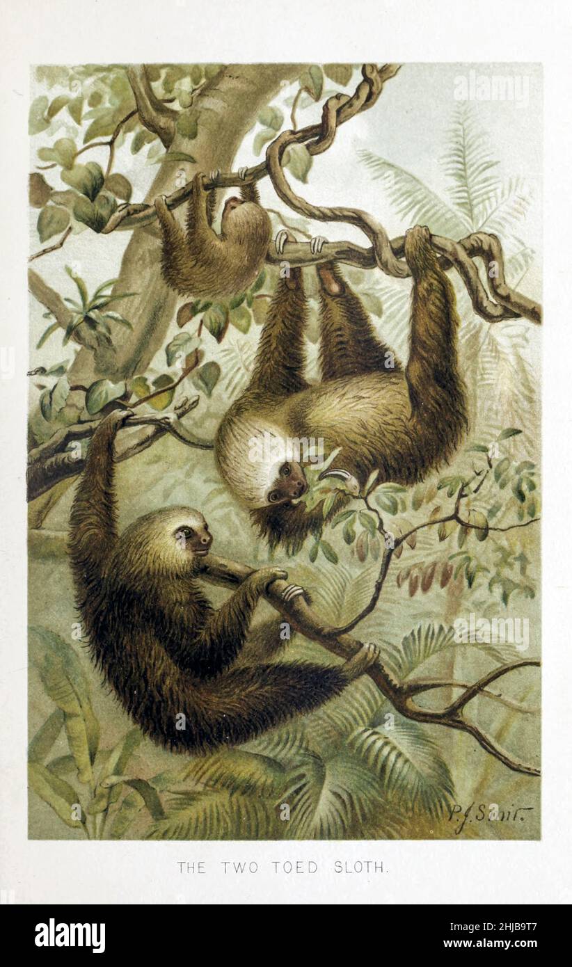 Two toed sloths hi-res stock photography and images - Alamy