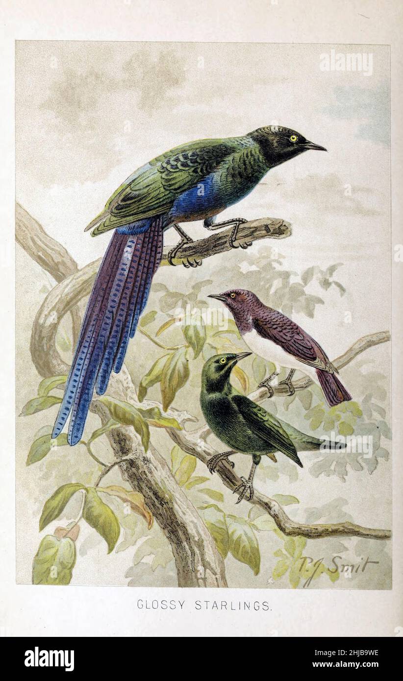 Vintage illustration drawing starling bird hi-res stock photography and ...
