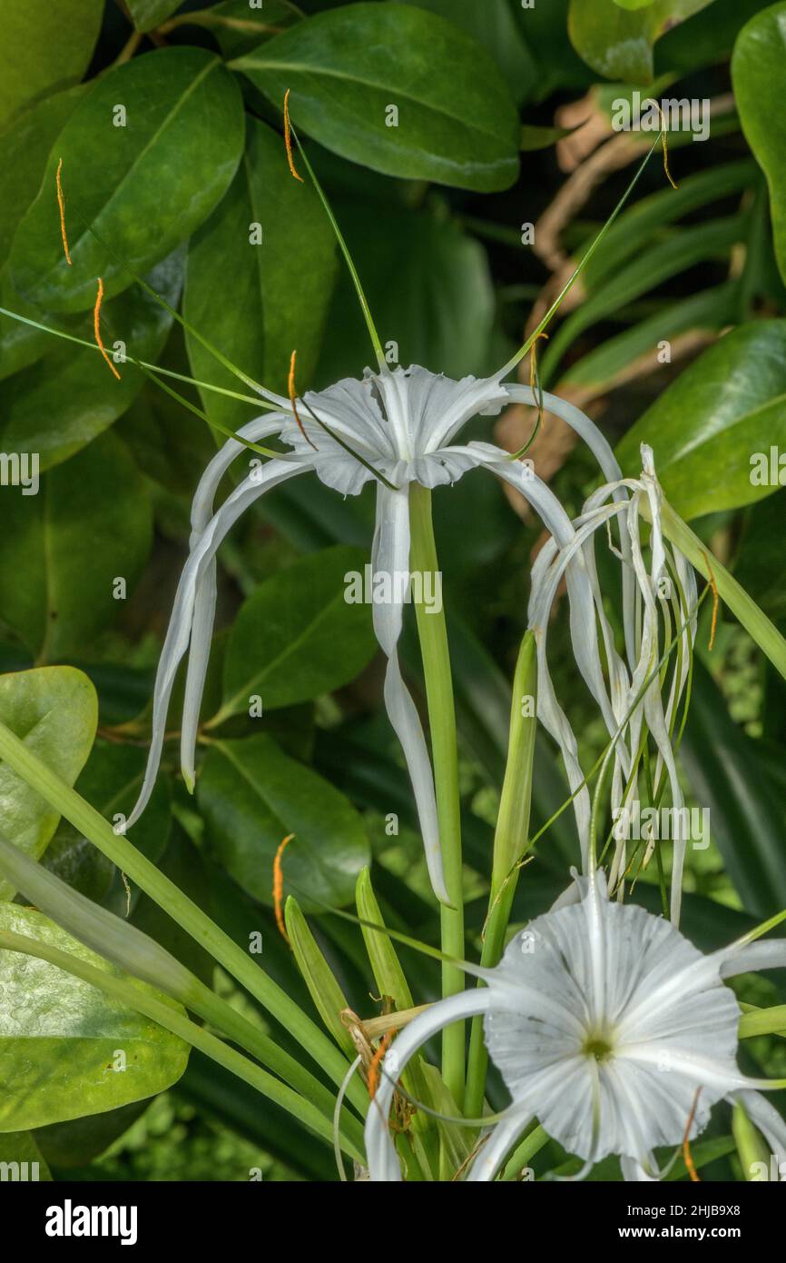 Beach spider lily, Hymenocallis littoralis, in flower. South America ...