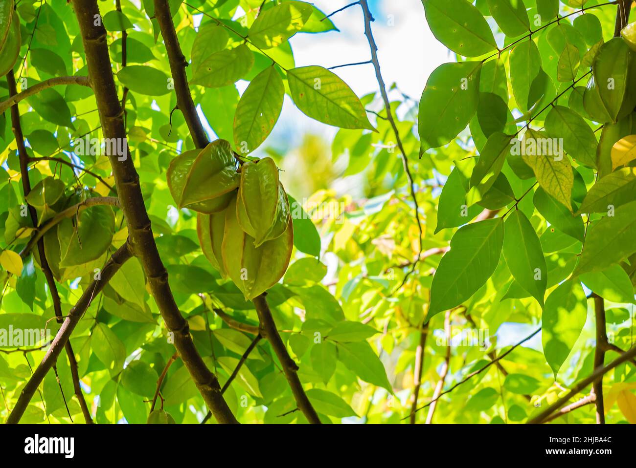 Zanzibar apple hi-res stock photography and images - Alamy