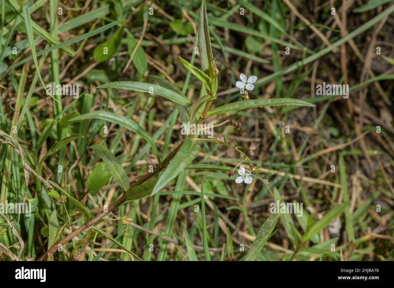 Marsh speedwell, Veronica scutellata, in flower in damp acid grassland ...