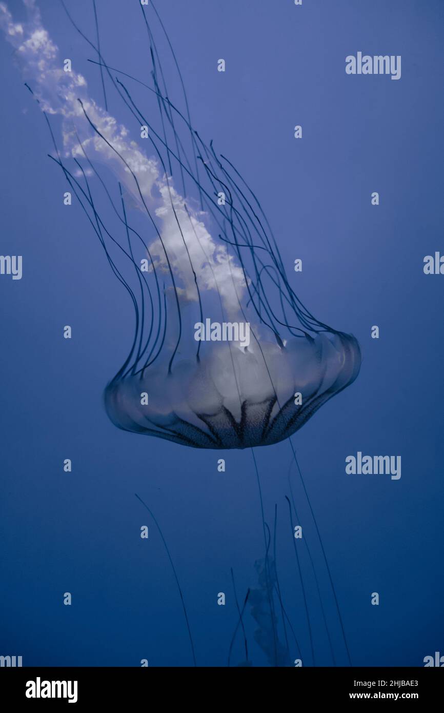 Jellyfish floating in the deep ocean. Macro view Stock Photo - Alamy