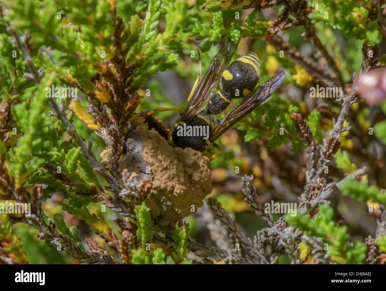 Female Heath Potter wasp, Eumenes coarctatus, working to build mud pot ...