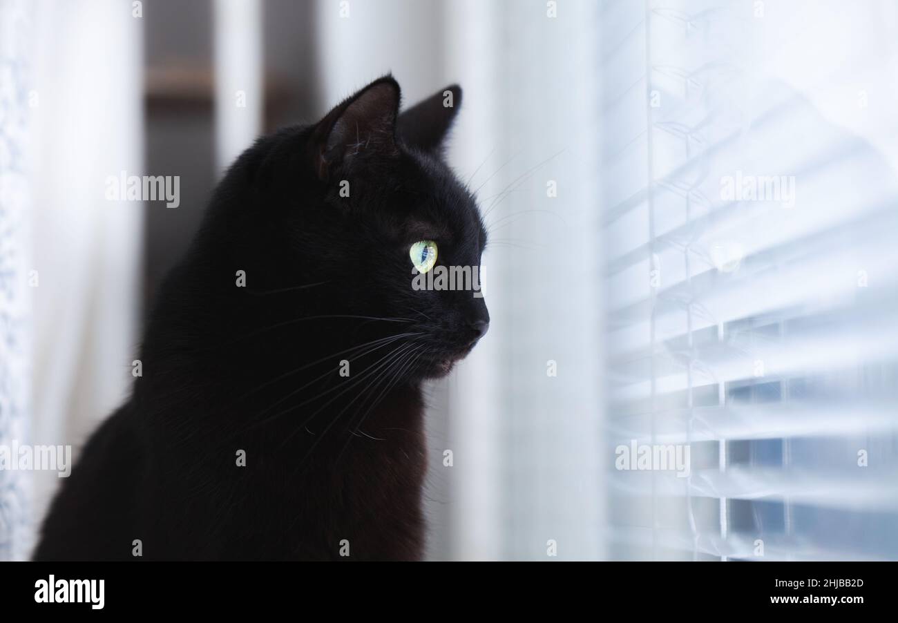Side view of a black cat looking out the window. Waiting Stock Photo ...