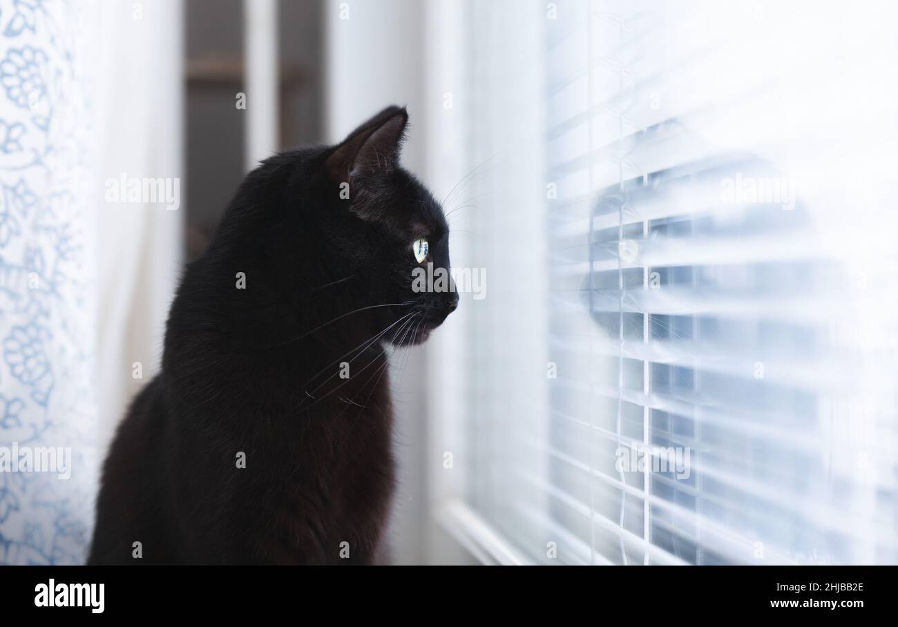 Cat watching out of the window hi-res stock photography and images - Alamy