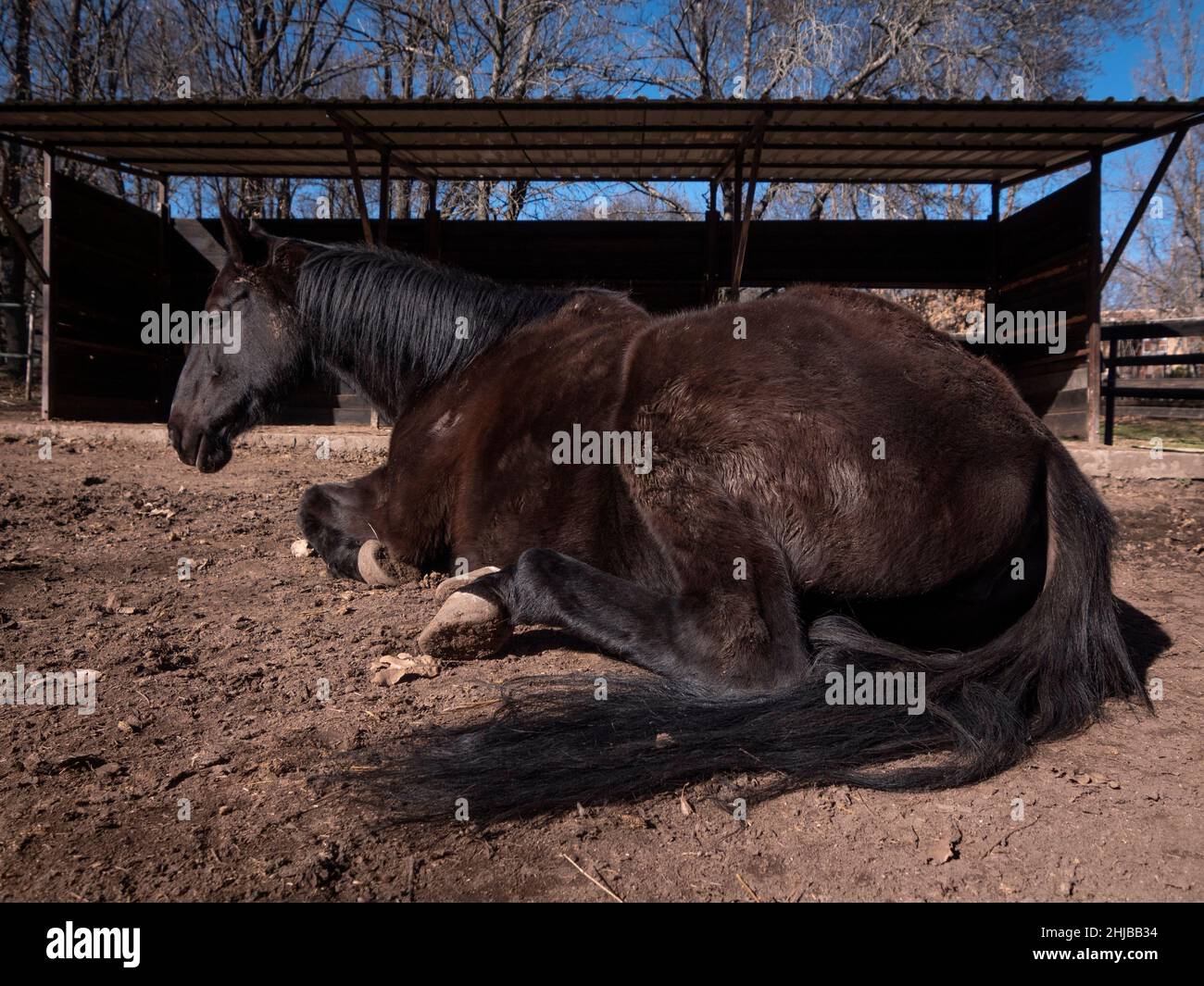 Head horse looking down hi-res stock photography and images - Alamy
