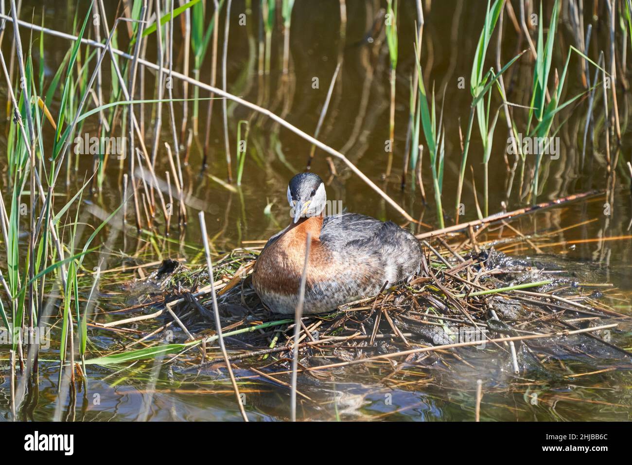 The great crested grebe, Podiceps cristatus, is a water bird noted for ...