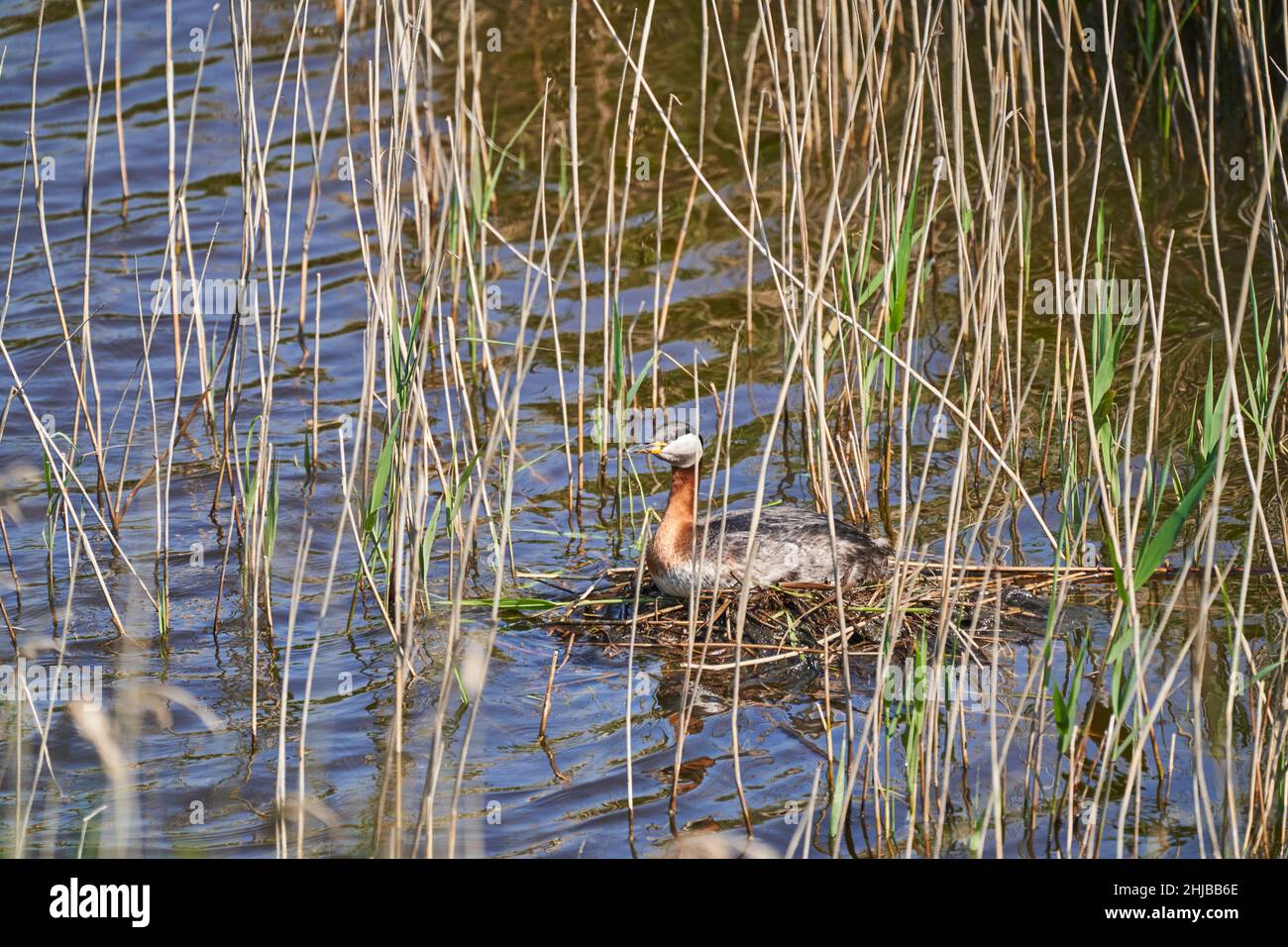 The great crested grebe, Podiceps cristatus, is a water bird noted for ...