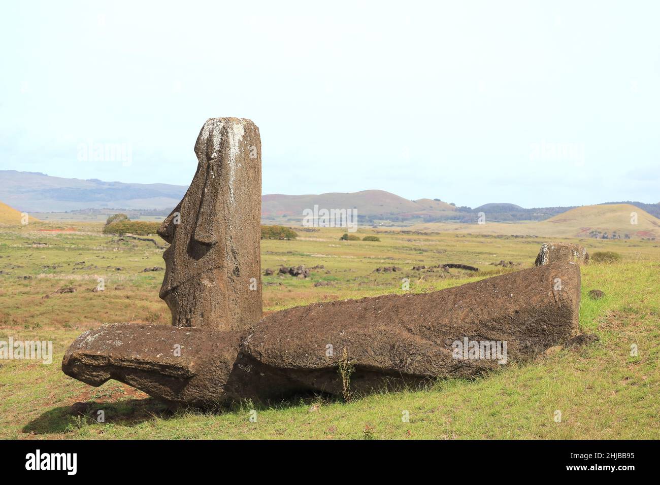 Few of numerous unfinished huge Moai statues at the foothill of Rano ...