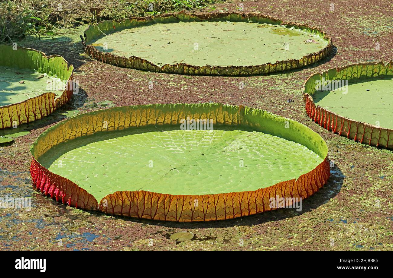 Victoria amazonica nymphaea victoria hi-res stock photography and ...