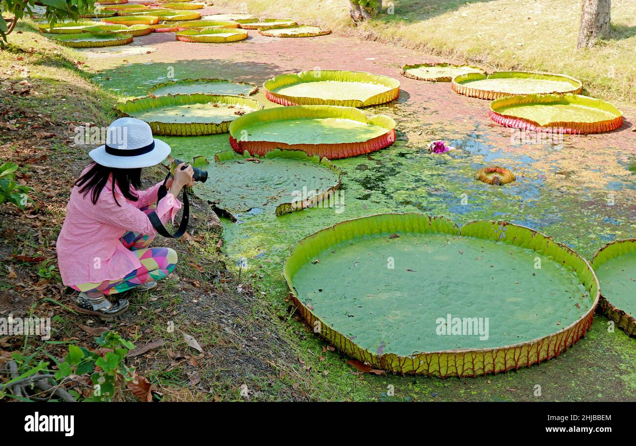 Victoria amazonica nymphaea victoria hi-res stock photography and ...