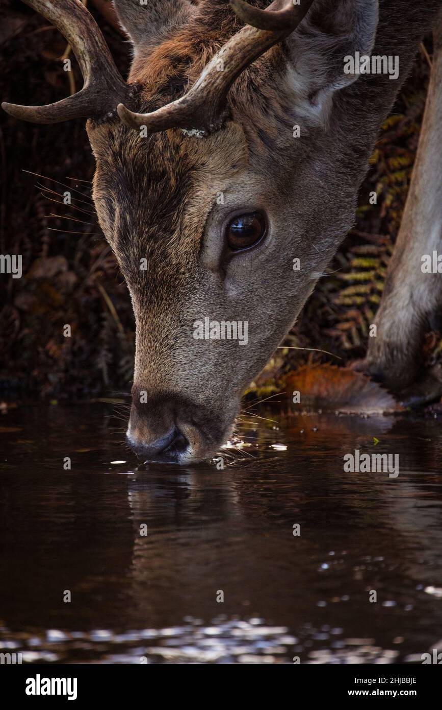 Vertical closeup of the Fallow deer drinking water. Dama dama Stock ...