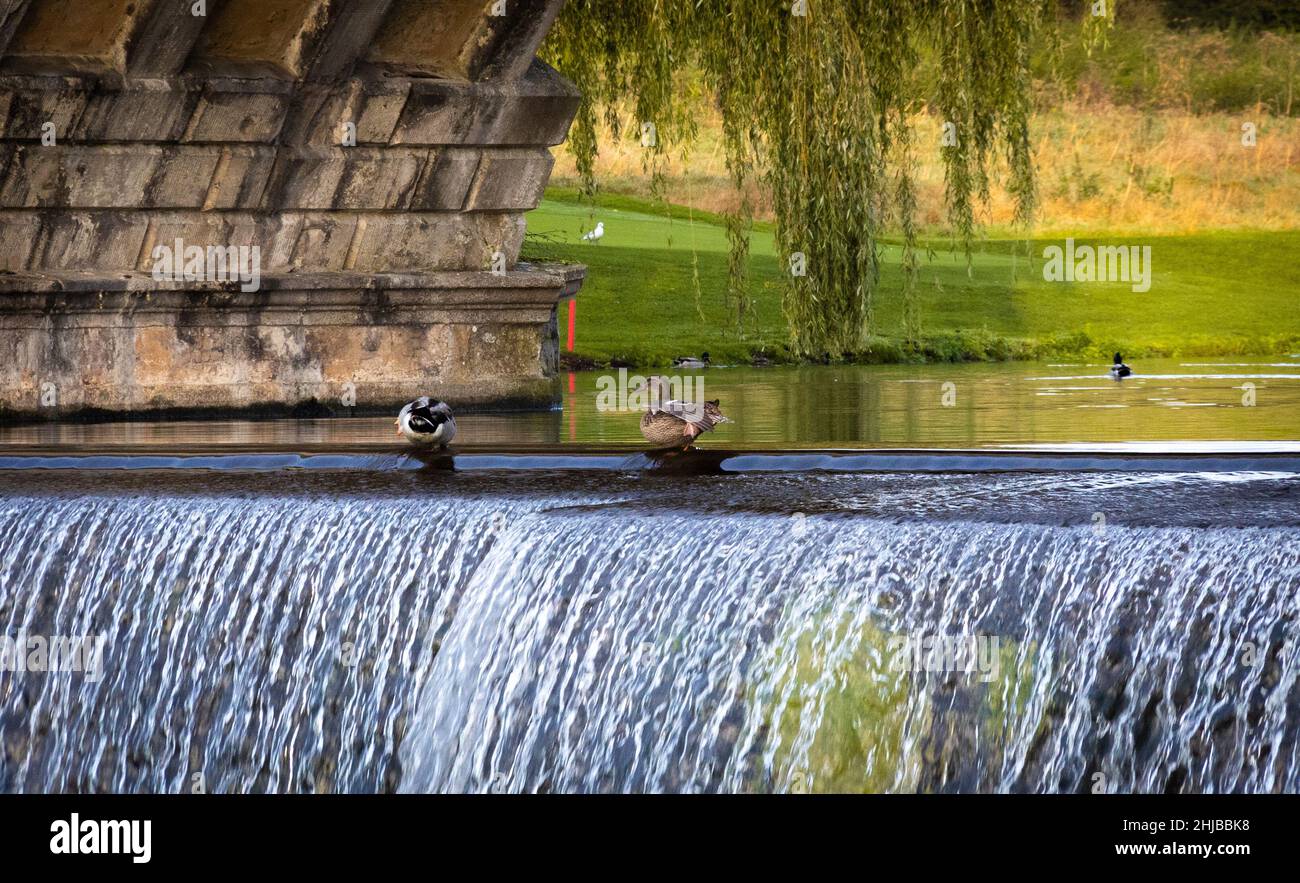 Animals stream waterfall trees hi-res stock photography and images - Alamy