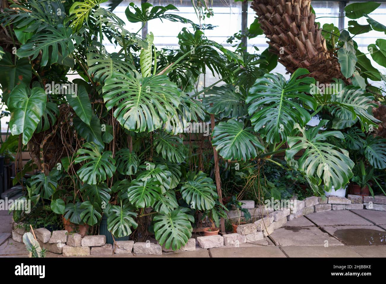 Tropical indoor garden interior with monstera deliciosa leaves ...