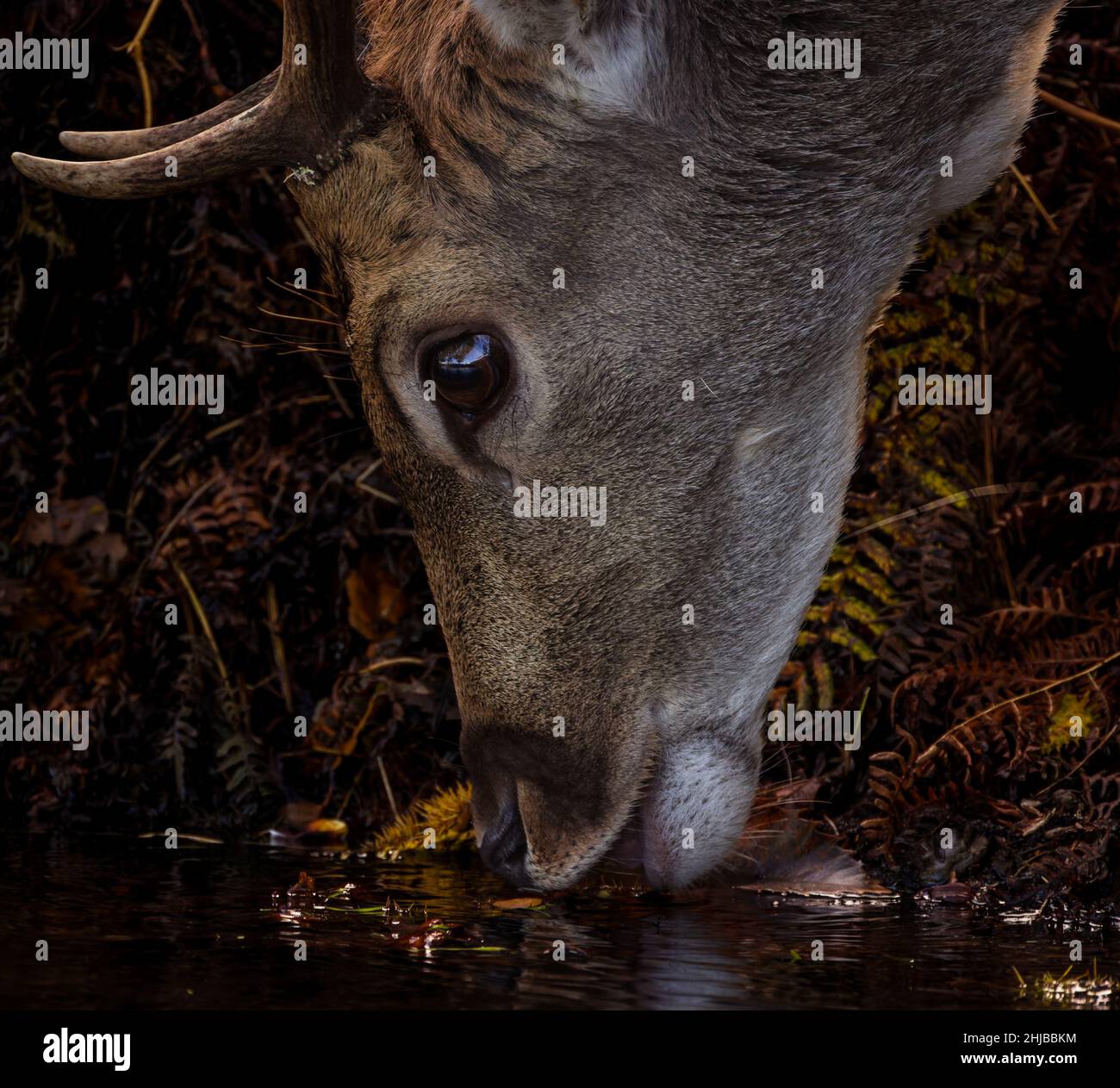 Closeup of the Fallow deer drinking water. Dama dama Stock Photo - Alamy