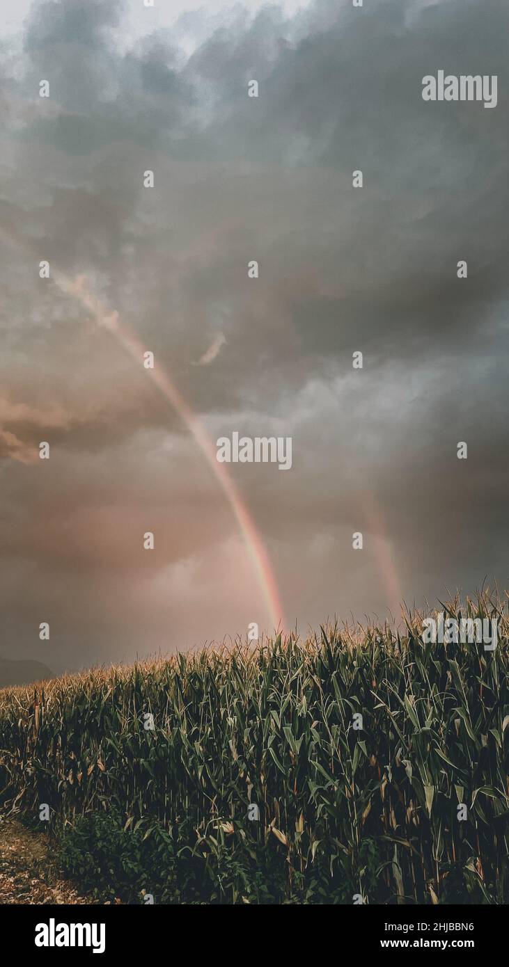 Vertical shot of a cornfield under a cloudy sky with a rainbow on it in ...
