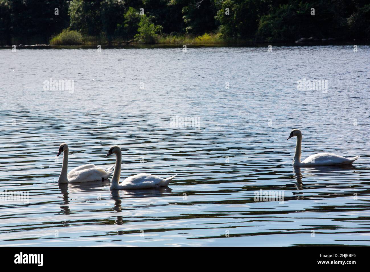 Swans west hi-res stock photography and images - Alamy