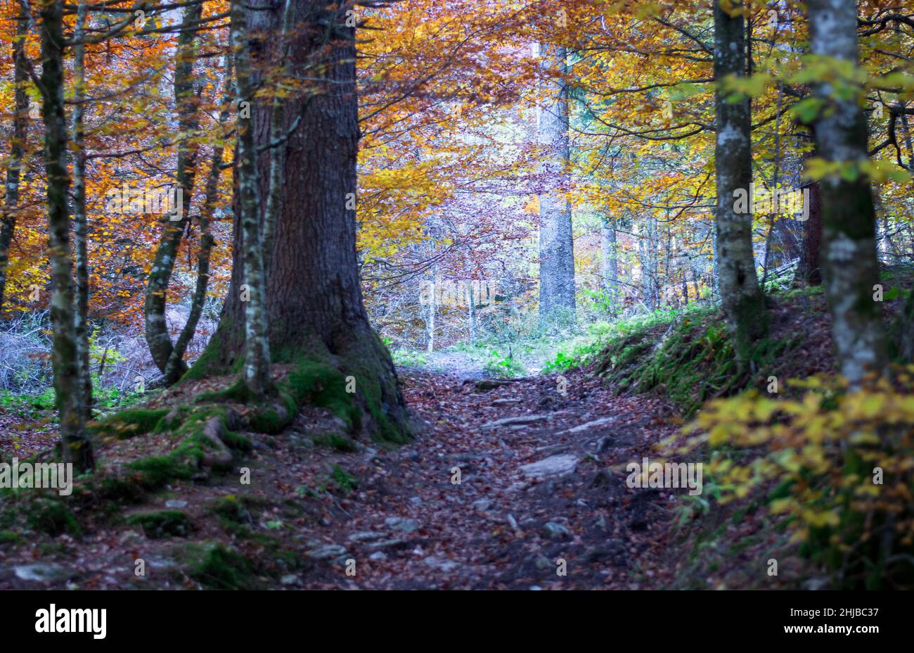 The magical colors of autumn Stock Photo - Alamy