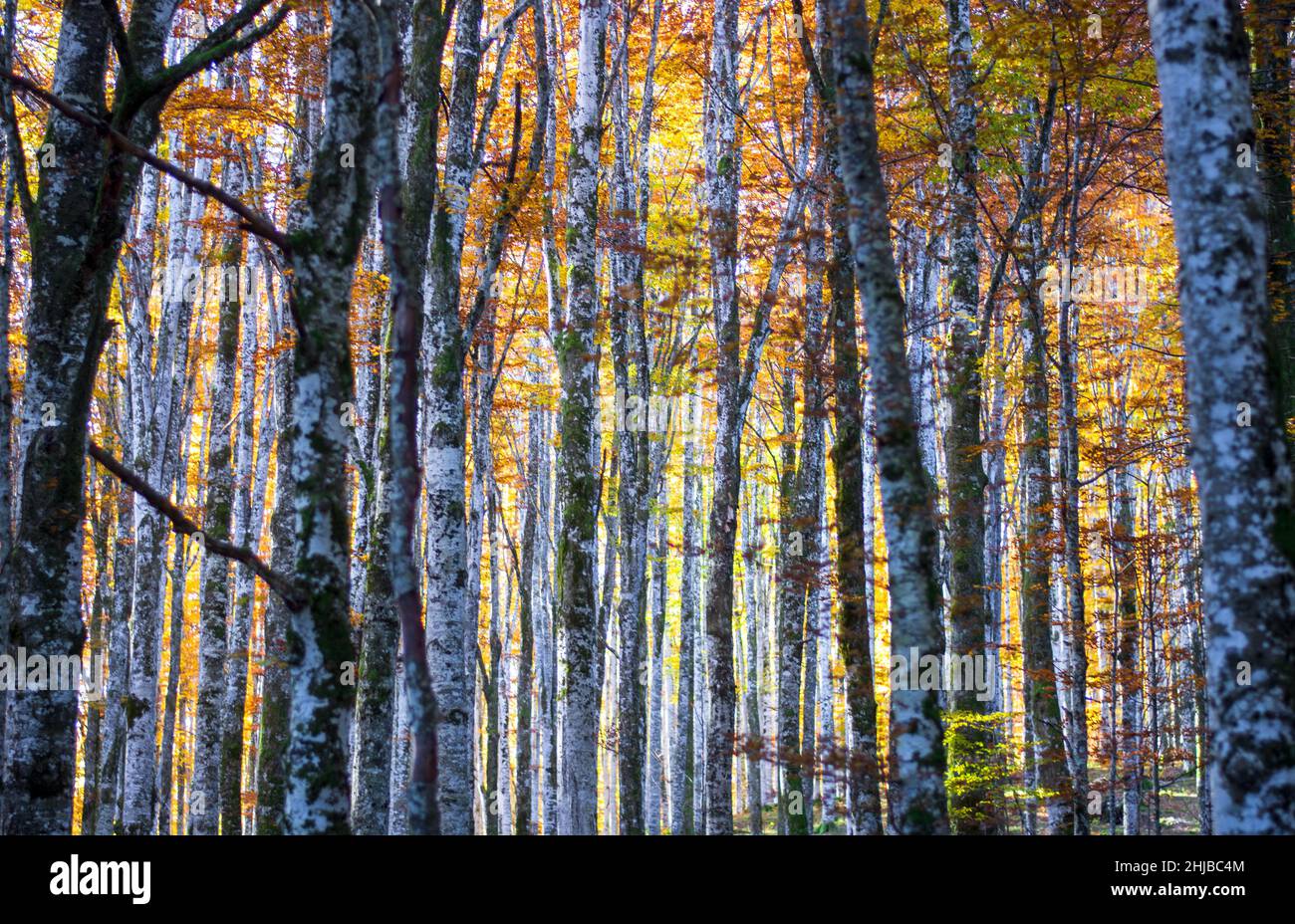 the splendid autumn in the forests Stock Photo - Alamy