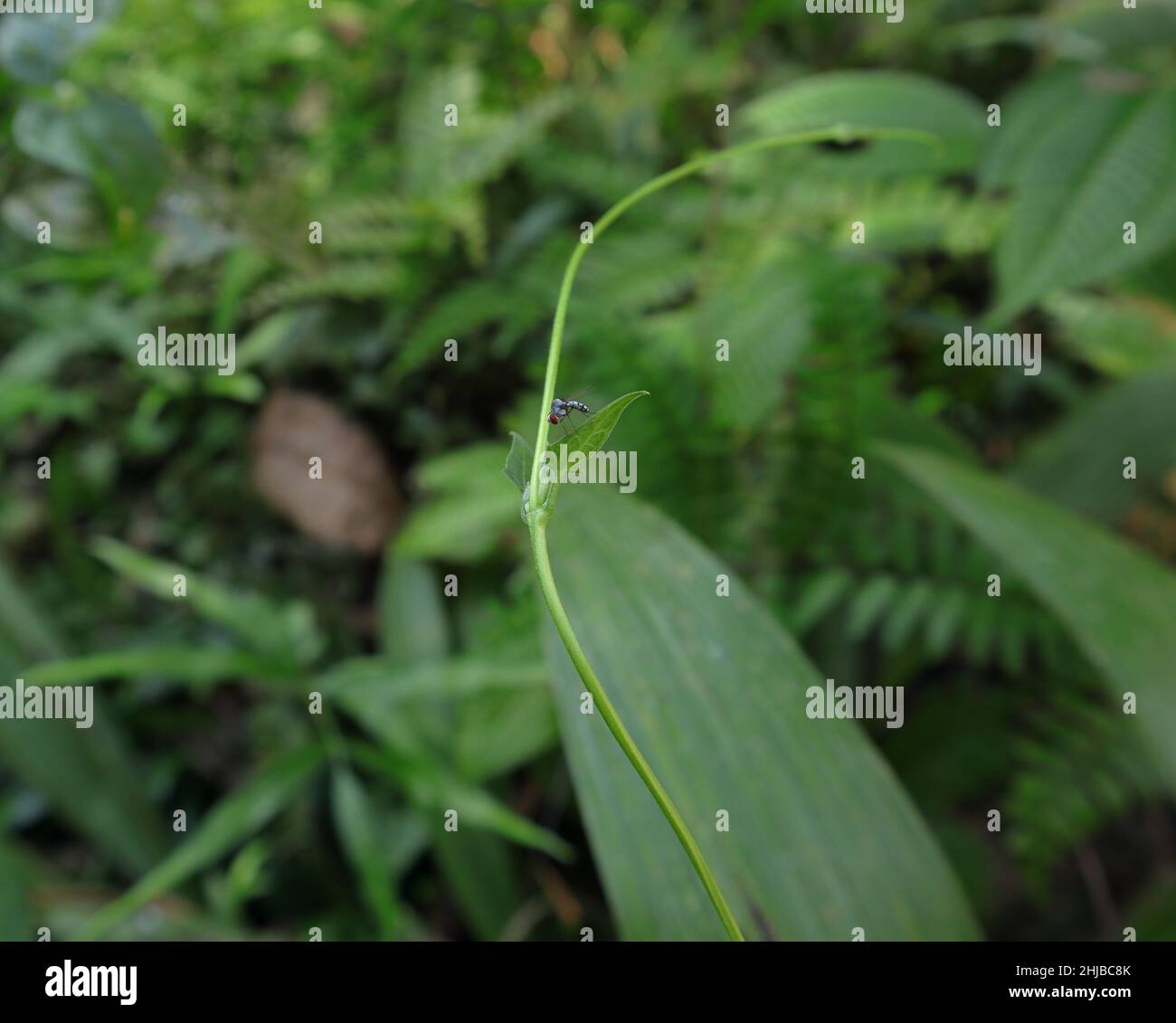 Predator insect hi-res stock photography and images - Alamy