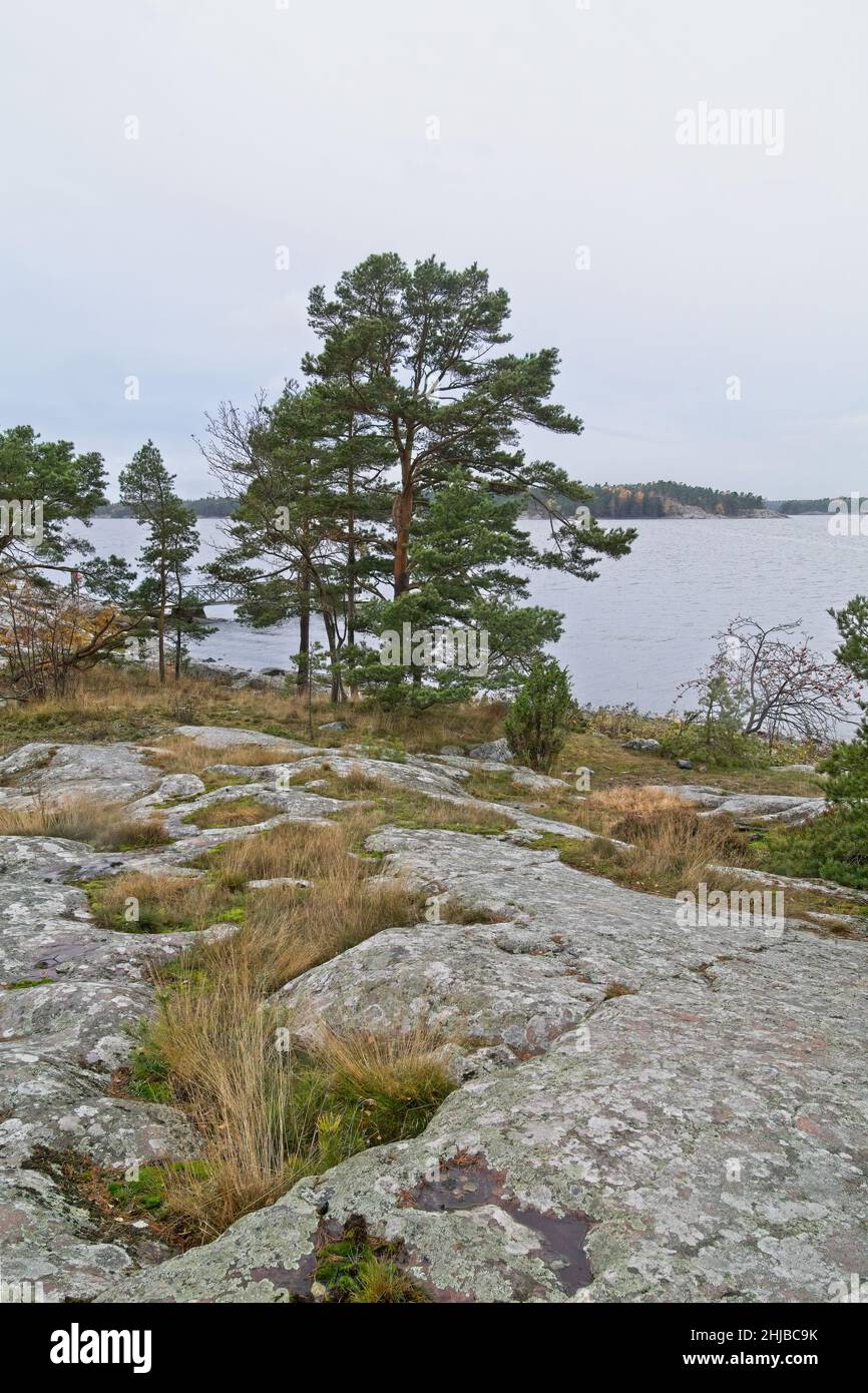 Trees on seashore Stock Photo - Alamy