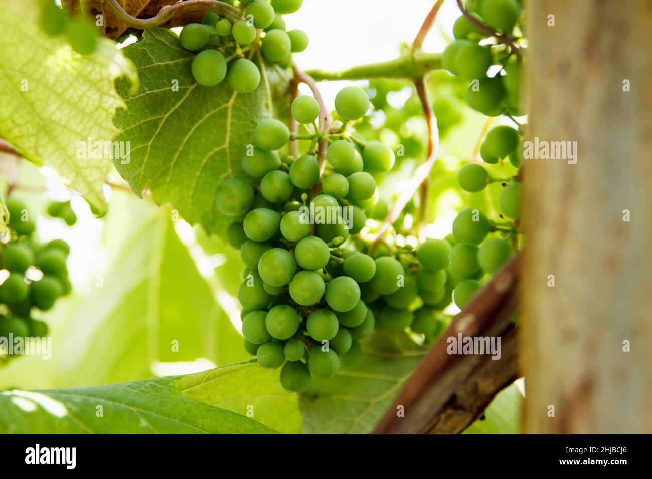 Green non-ripe table grapes grow on a branch in the garden and ripening ...