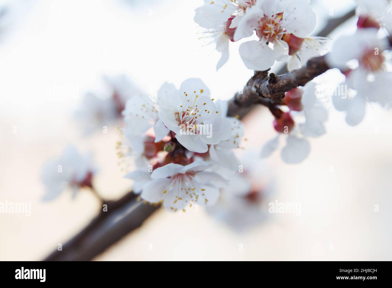 Beautiful spring blooming cherry tree, white flowers on white ...