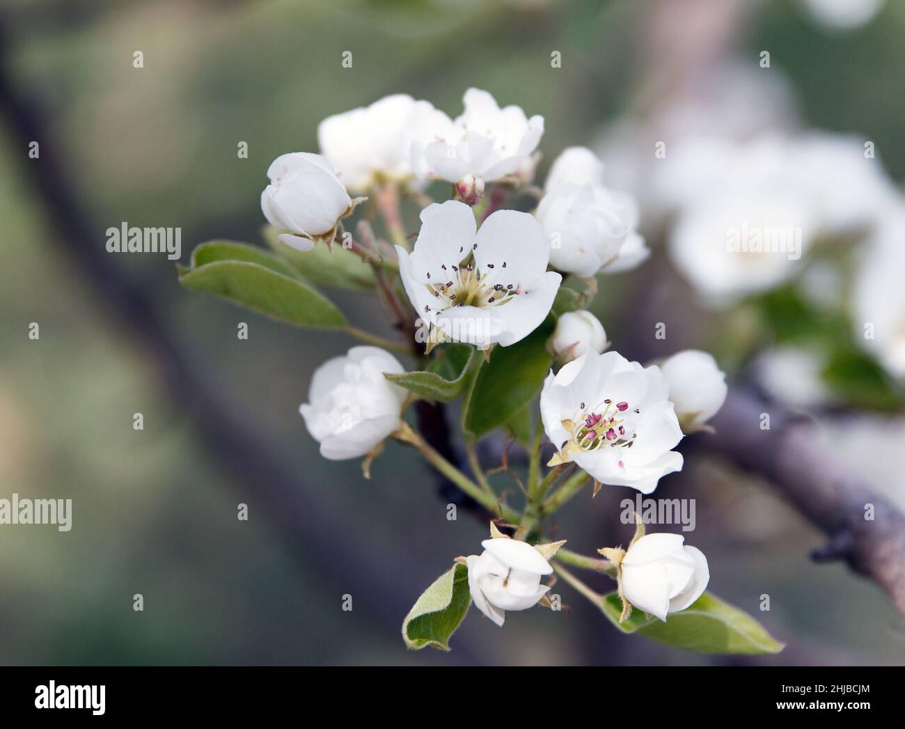 Growing pear hi-res stock photography and images - Alamy