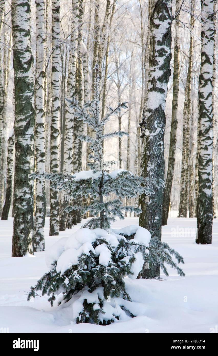 Coniferous tree with snow-covered branches against the background of ...