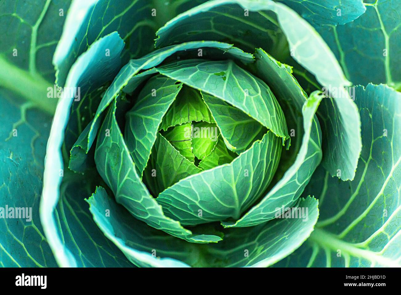 Cabbage grow in the garden. Agriculture. Healthy and healthy food for ...