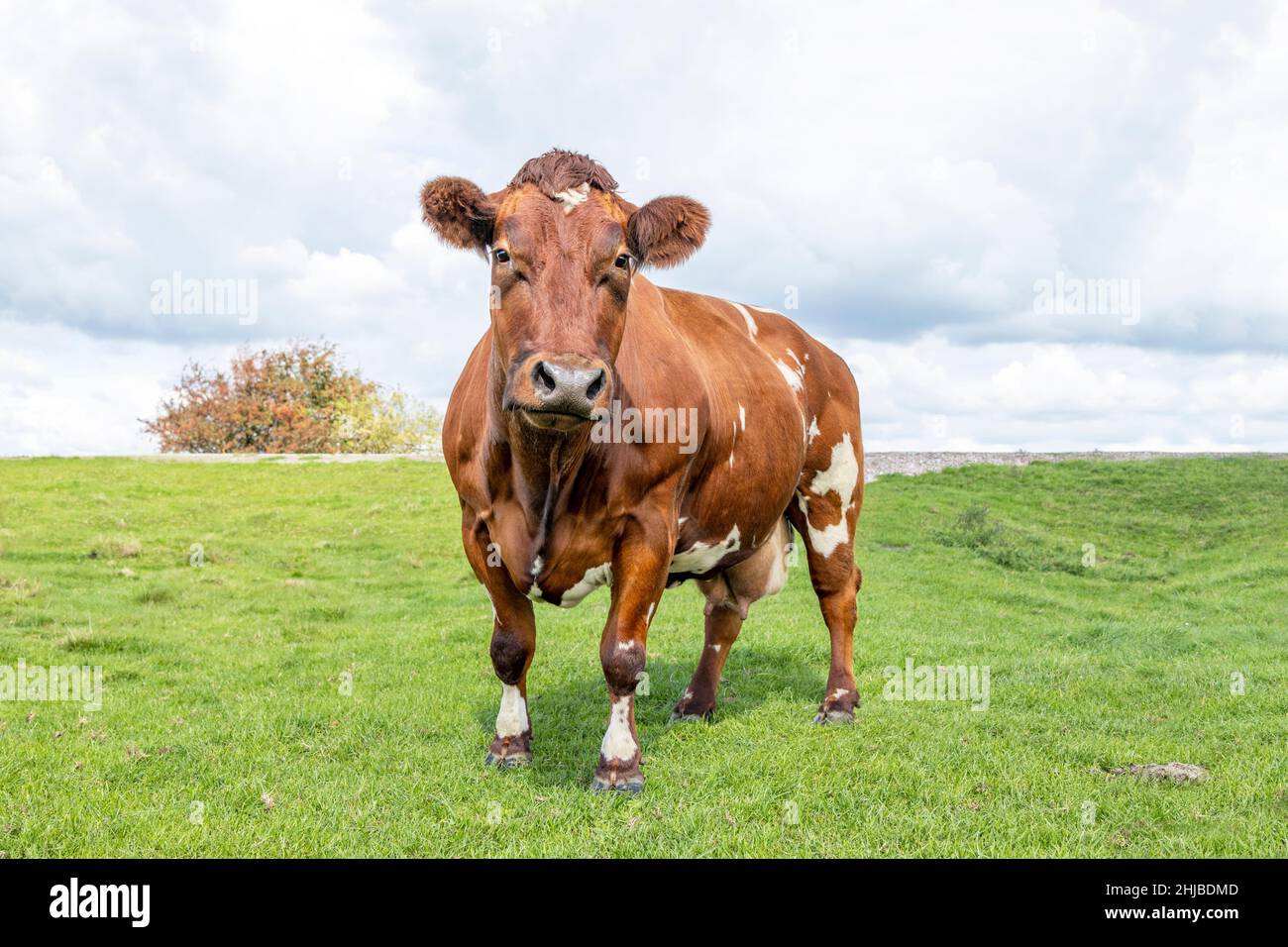 Cow dual purpose, brown and white, tough and muscles, standing in front ...