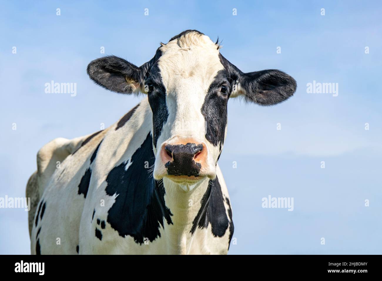 Cow head front view, portrait of a calm bovine, friendly looking ...