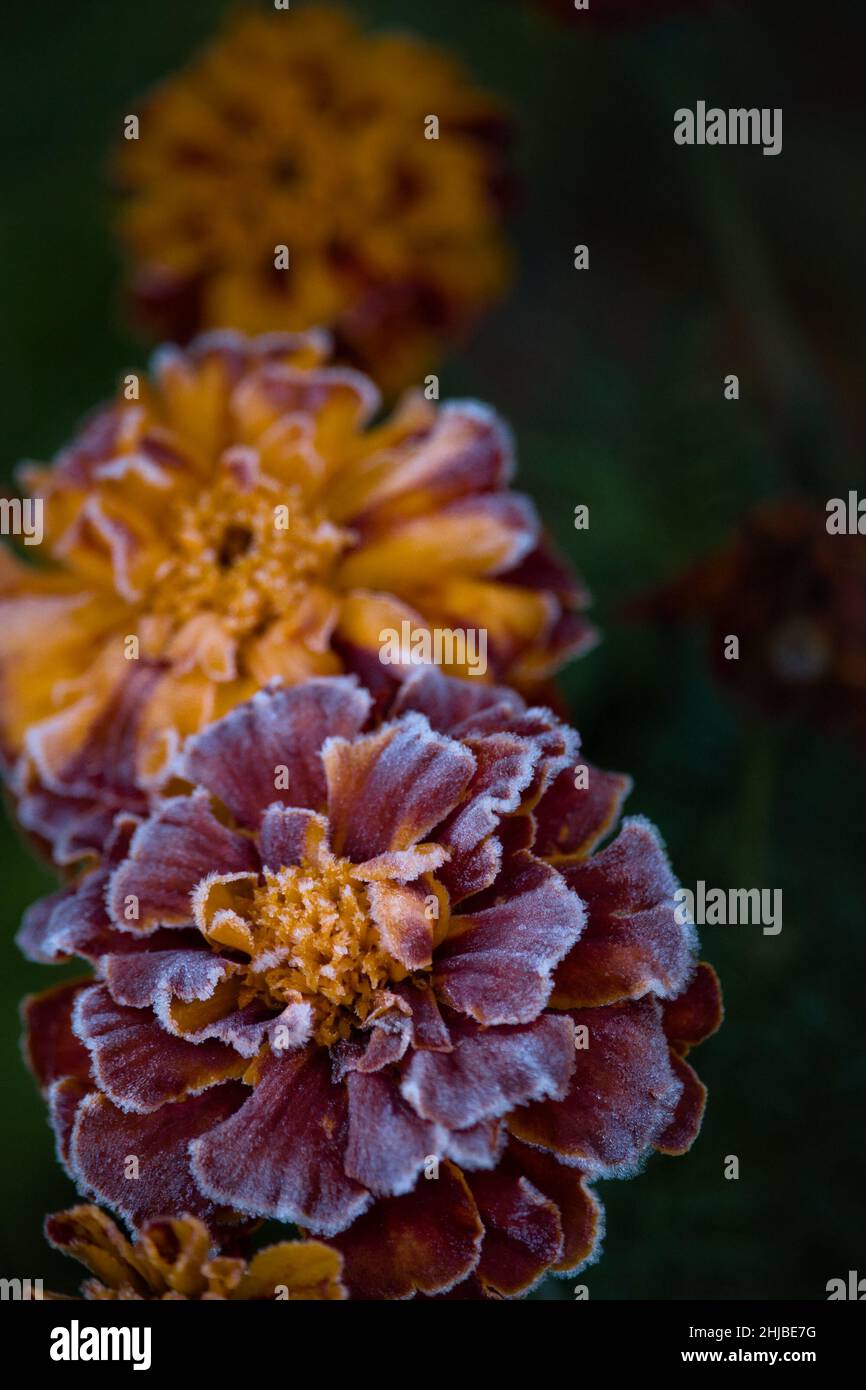 Garden with orange and yellow marigold flowers covered in frost on a ...