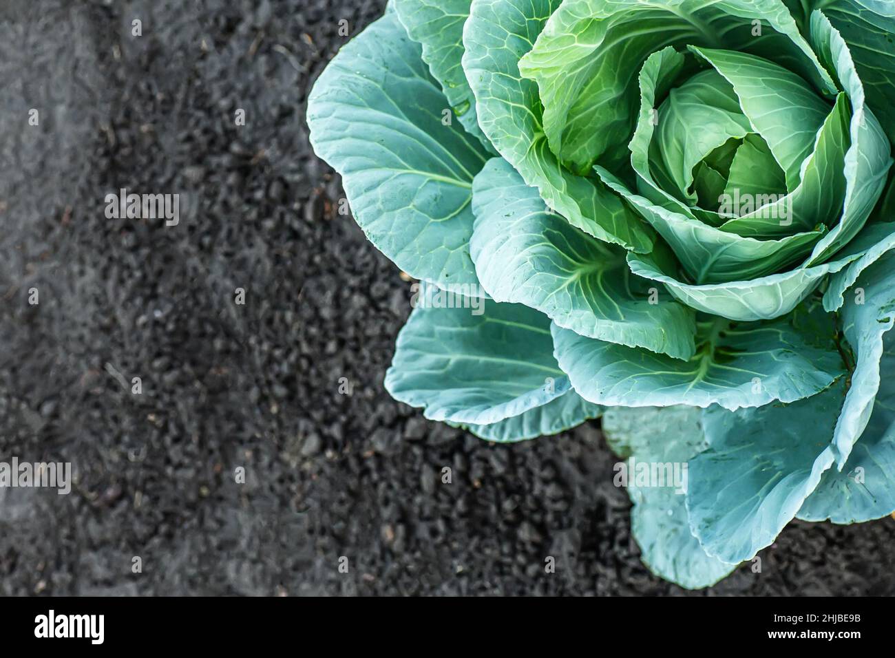 homegrown organic cabbage. Cabbage head growing on vegetable bed in ...