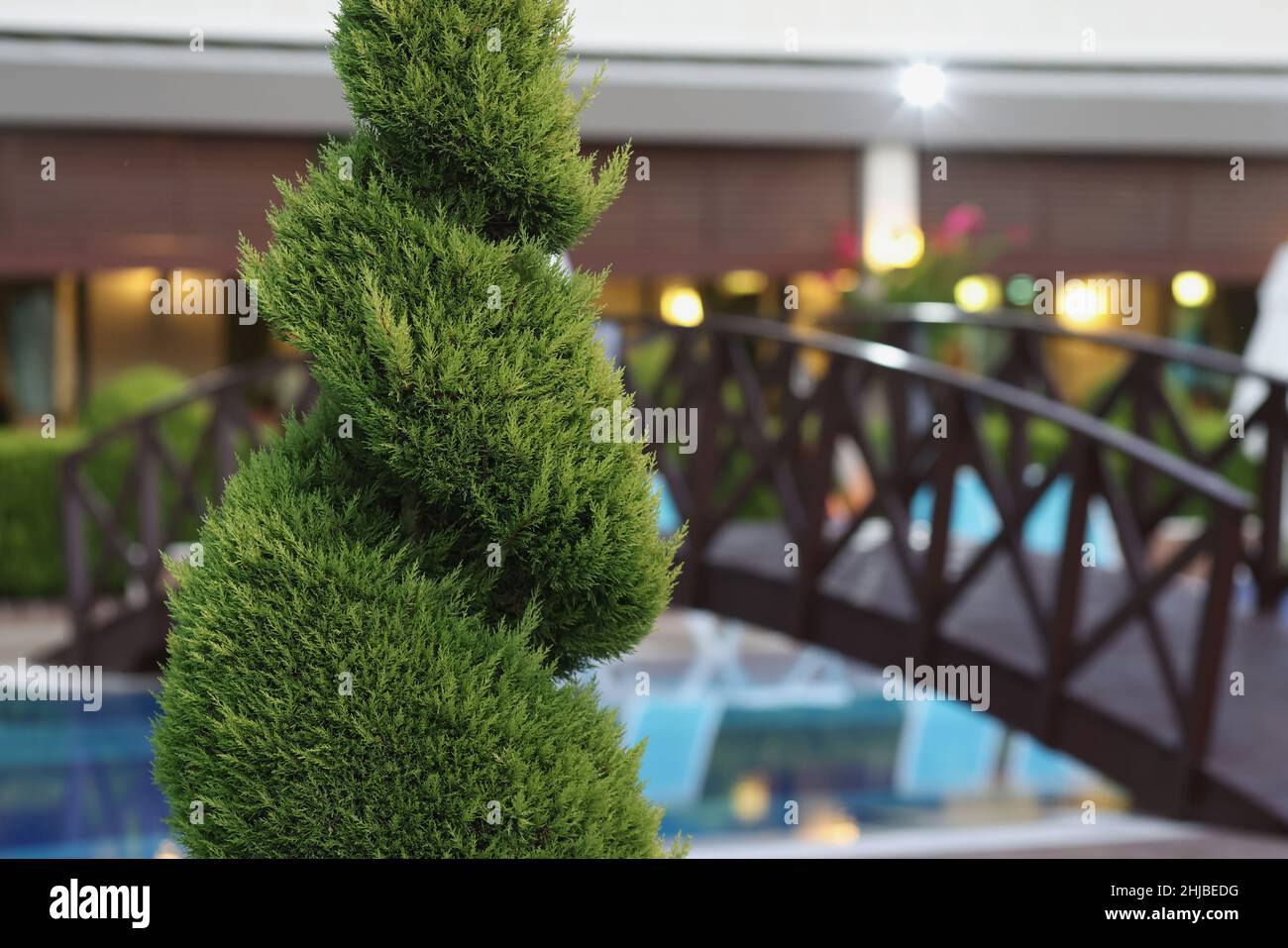 High green tree shape placed at entrance to cafe or restaurant building ...