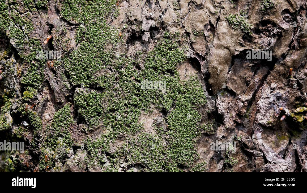 Mossy texture hi-res stock photography and images - Alamy