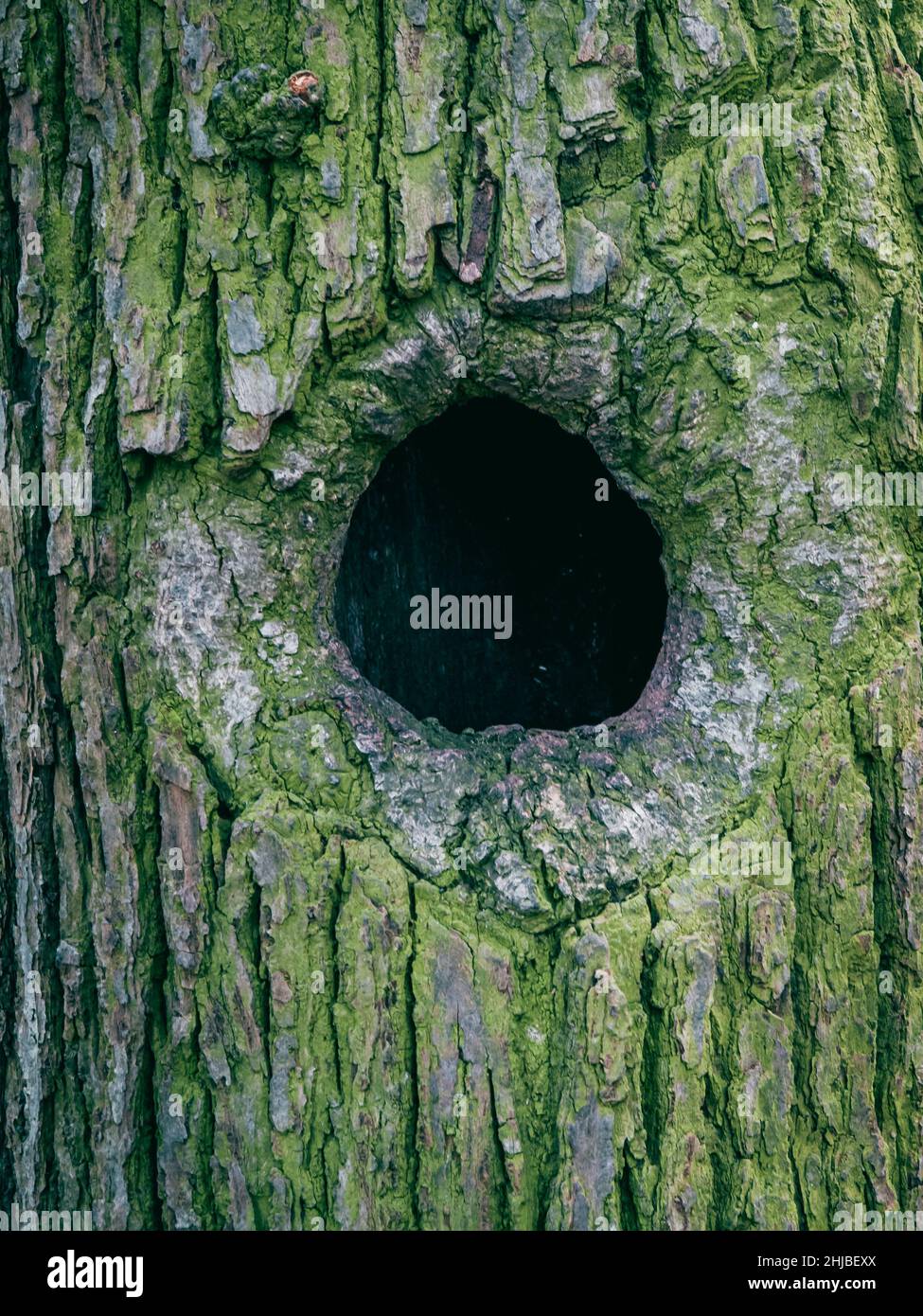 bird hollow in a tree covered with moss Stock Photo - Alamy