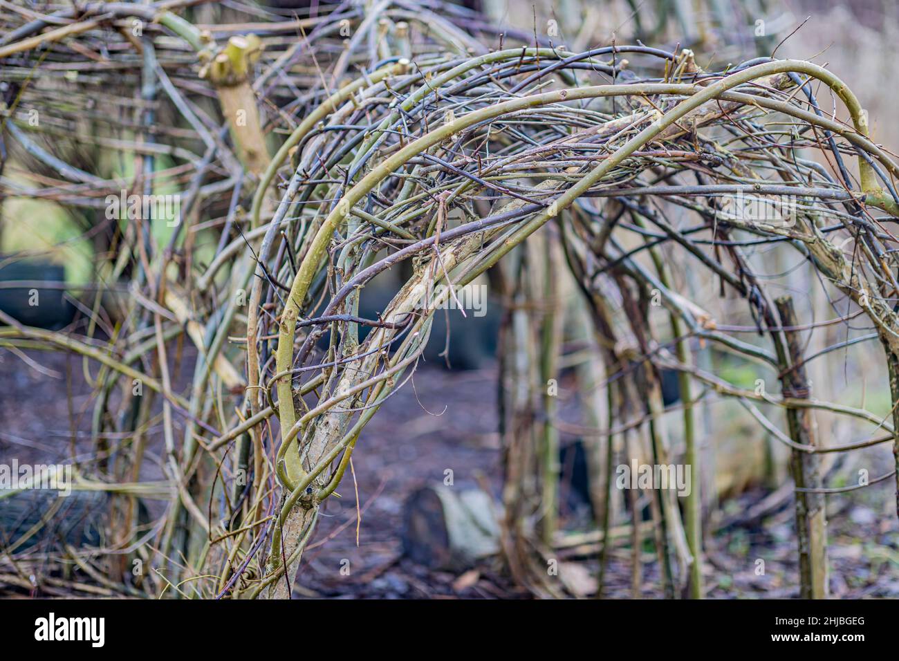 Close-up of the arched doorway of a primitive cabin with spindly tree ...