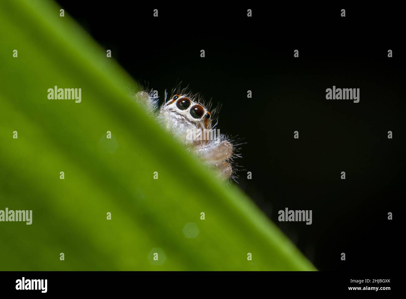 Macro shot of a spider behind a green leaf Stock Photo - Alamy