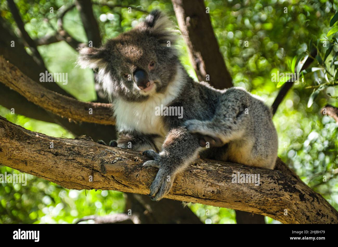 Mature koala resting in a eucalyptus tree in eastern Victoria ...