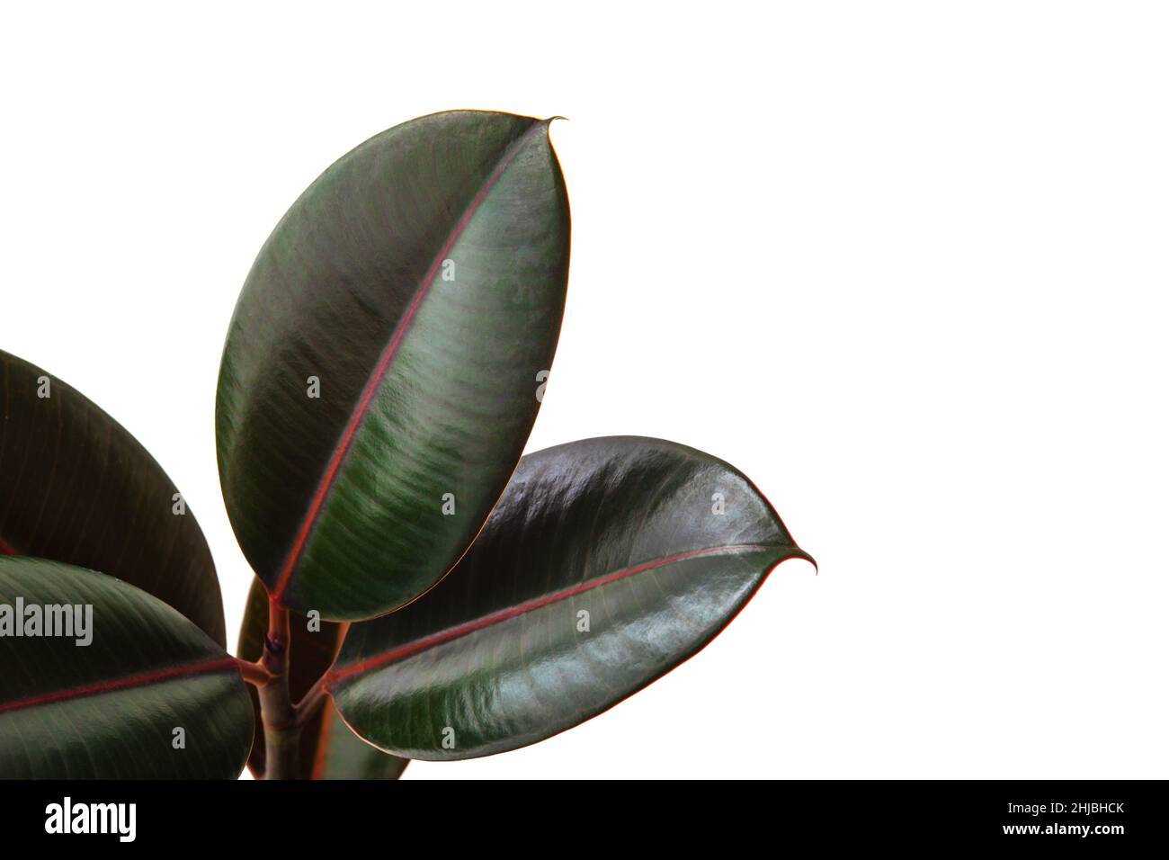 Rubber plant leaves closeup isolated on white background, ficus ...