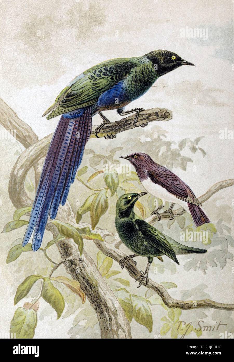 Vintage illustration drawing starling bird hi-res stock photography and ...