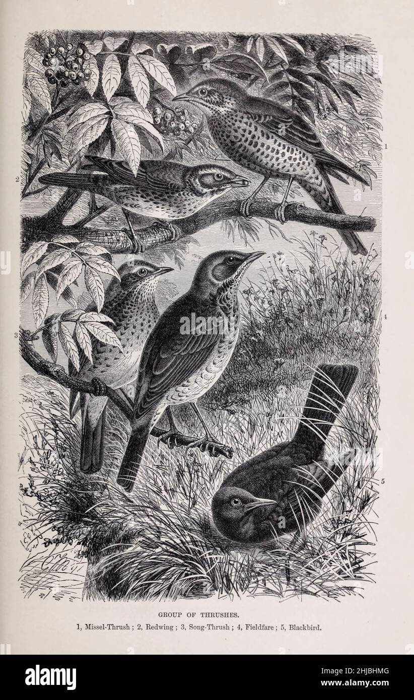 Missel thrushes hi-res stock photography and images - Alamy