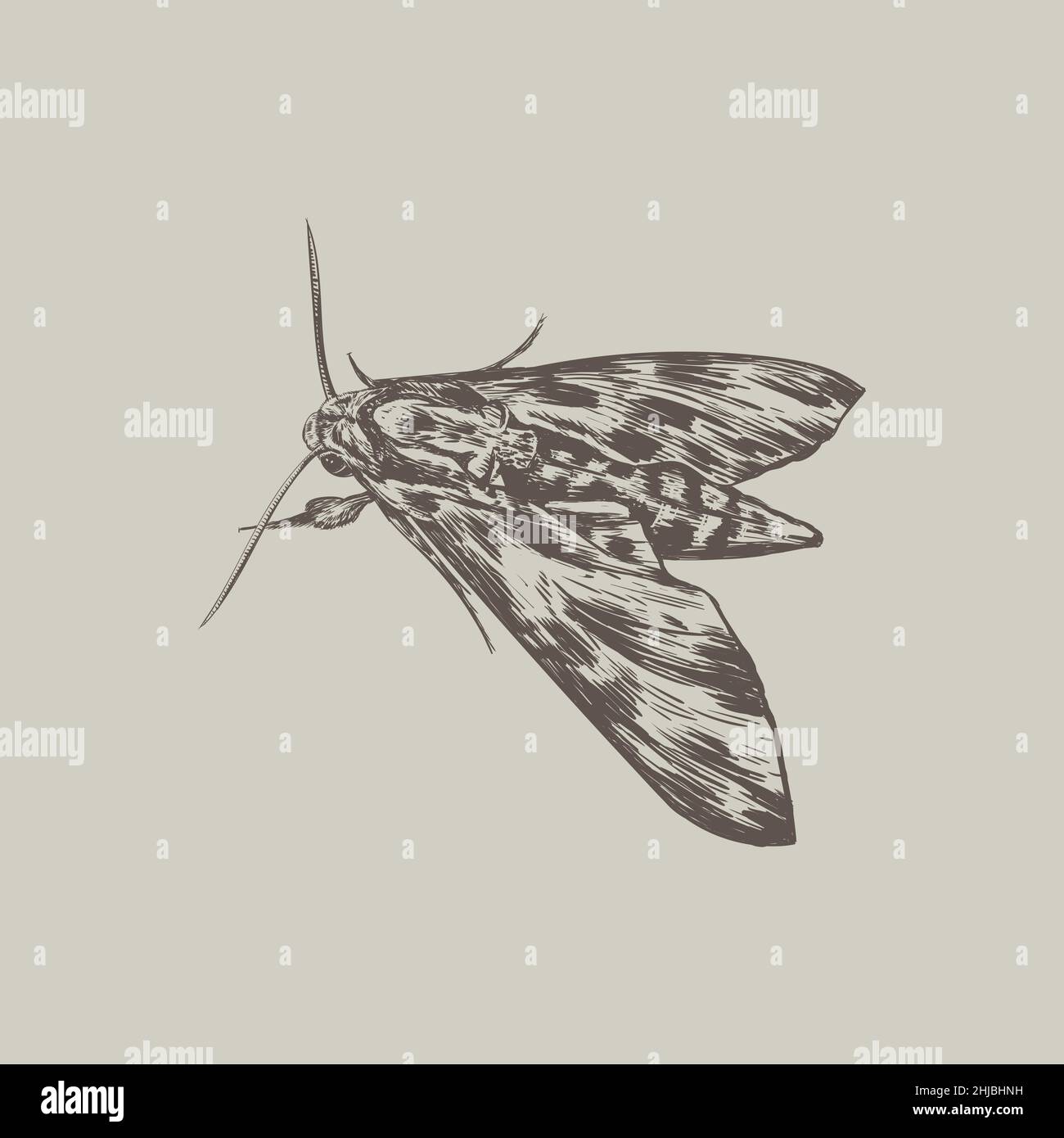 Moth sketch vector illustration Stock Vector Image & Art - Alamy