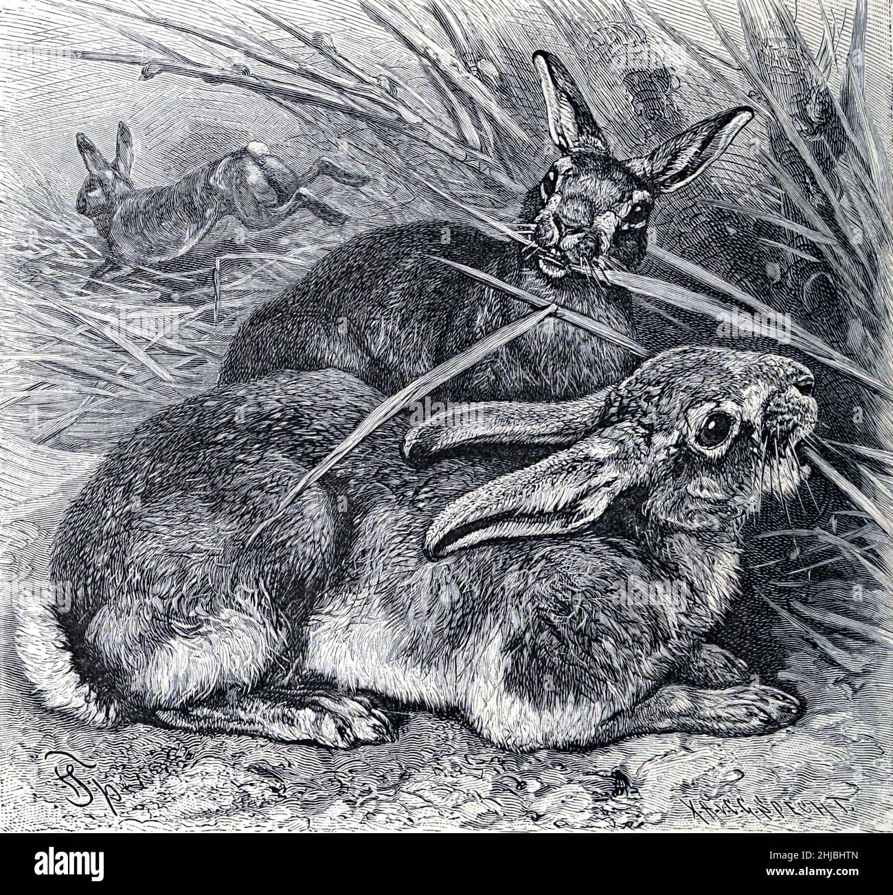 Hare drawing hi-res stock photography and images - Alamy