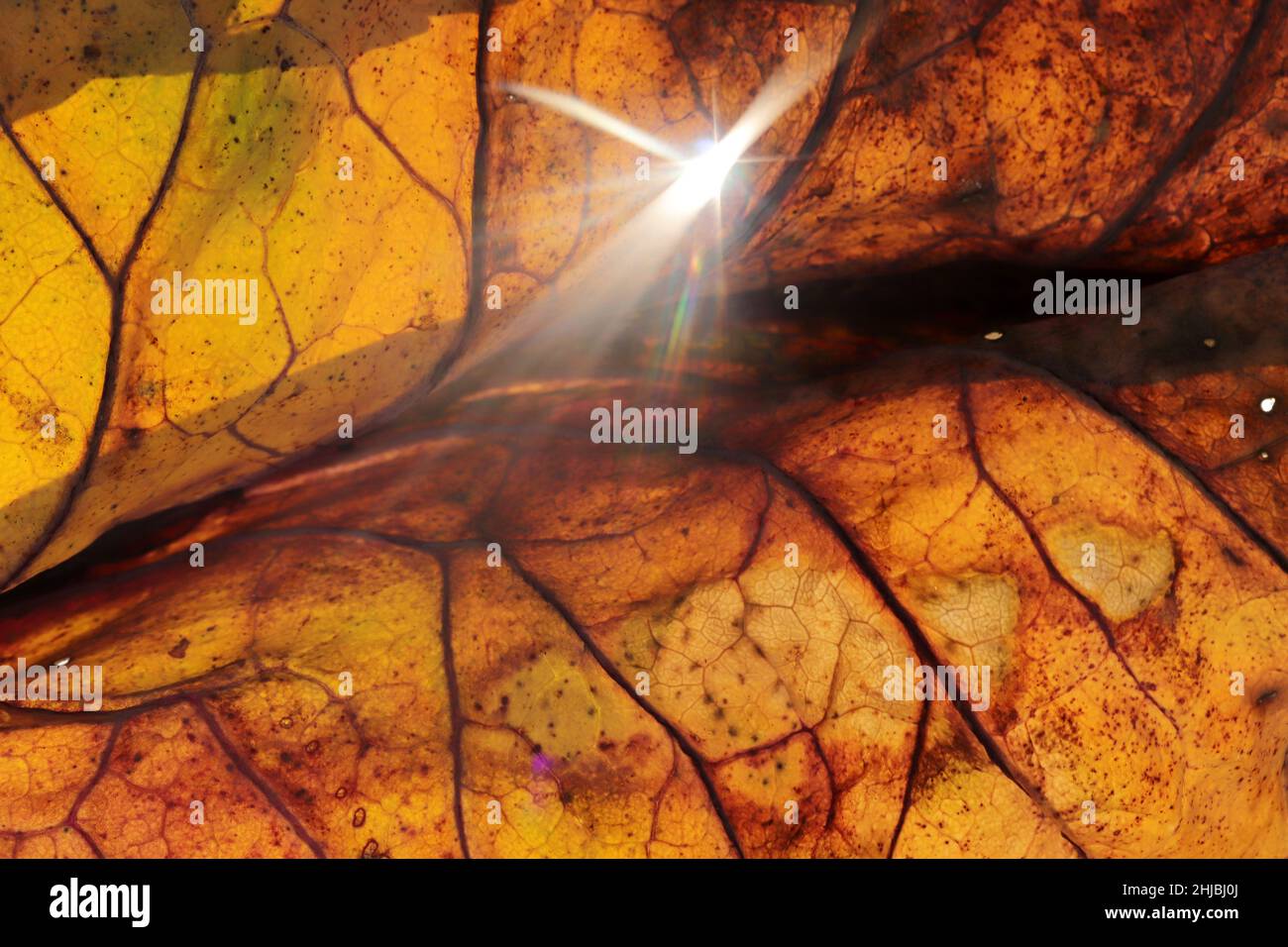 colorful autumn leaf veins, texture background Stock Photo - Alamy