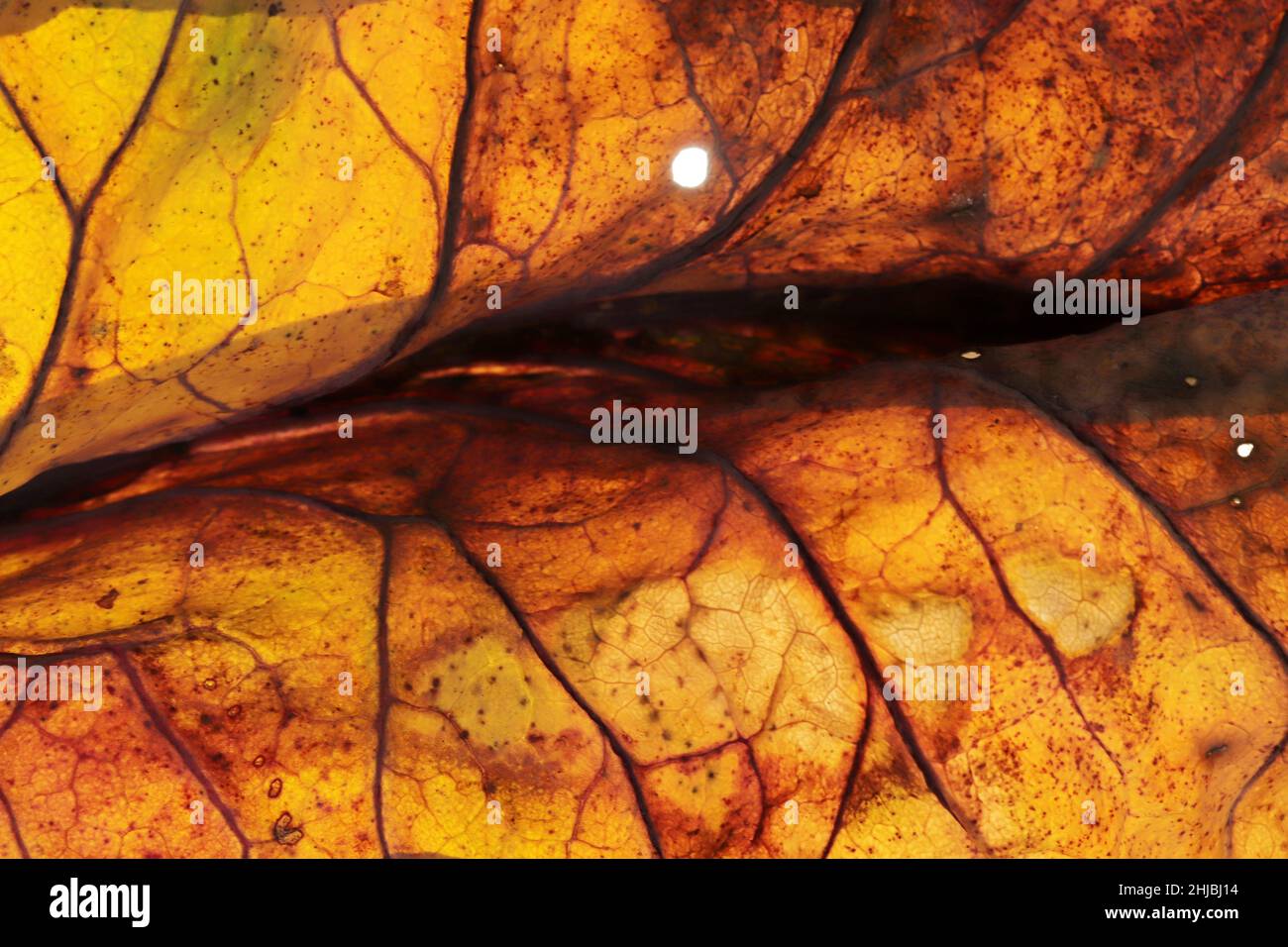colorful autumn leaf veins, texture background Stock Photo - Alamy